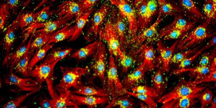 OU Health Sciences Center Researcher Discovers Behavior of Toxic ...